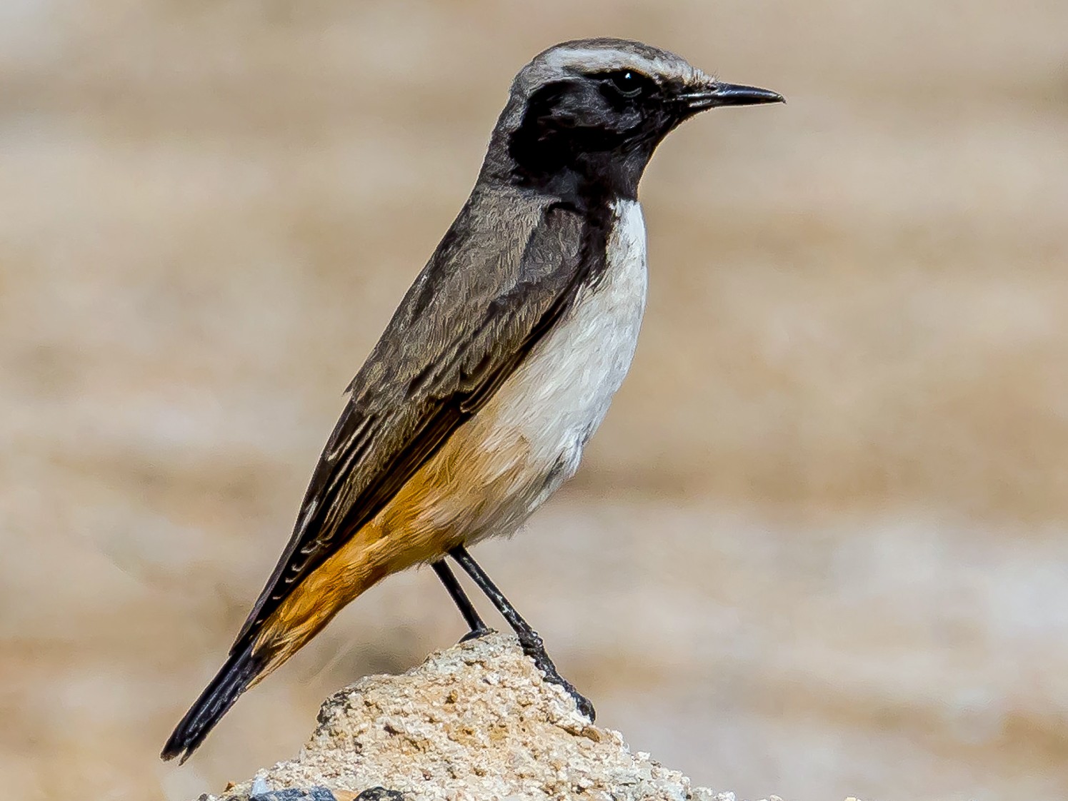 Kurdish Wheatear - eBird