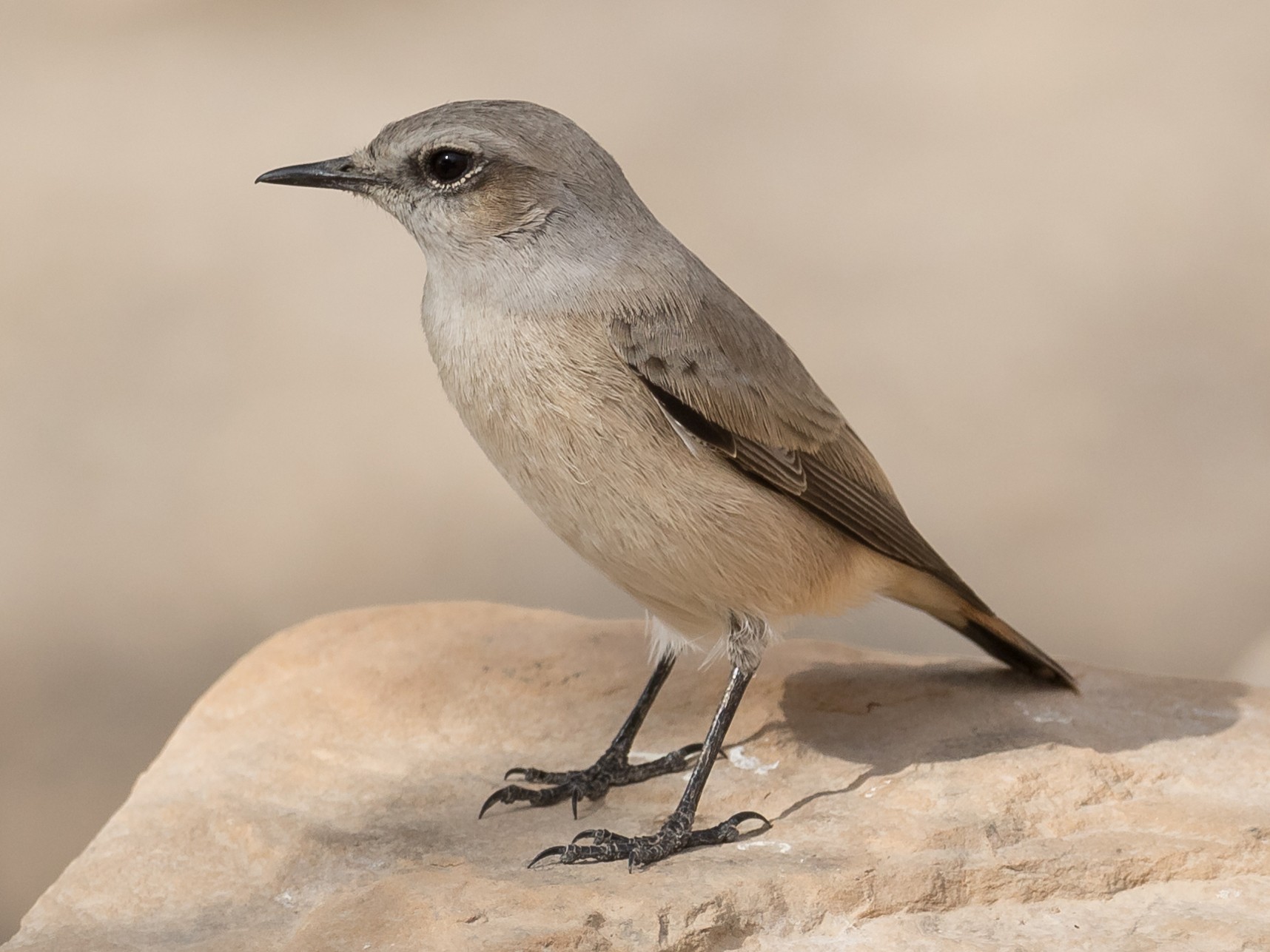 Kurdish/Persian Wheatear (Red-tailed Wheatear) - eBird