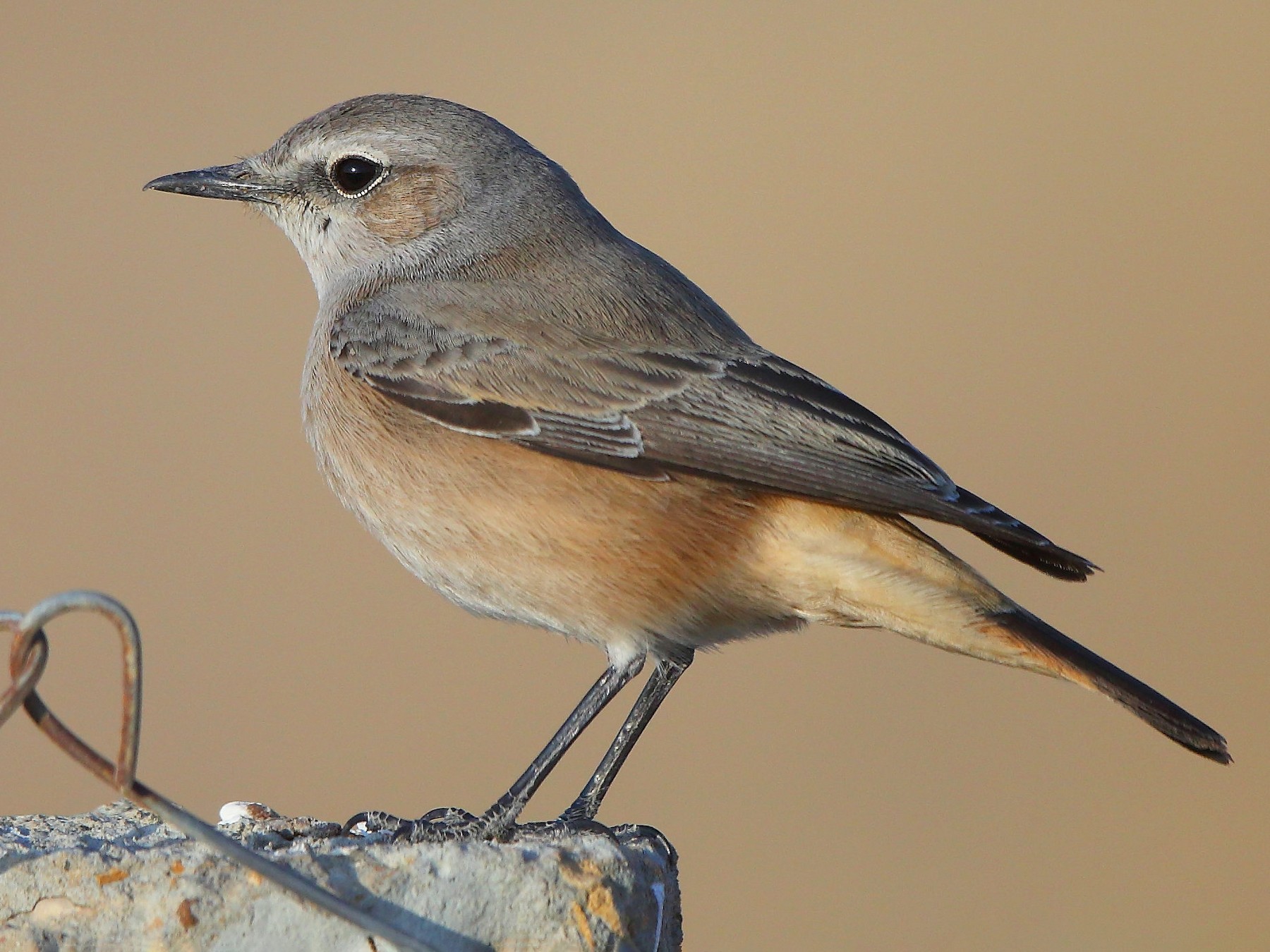 Kurdish/Persian Wheatear (Red-tailed Wheatear) - eBird
