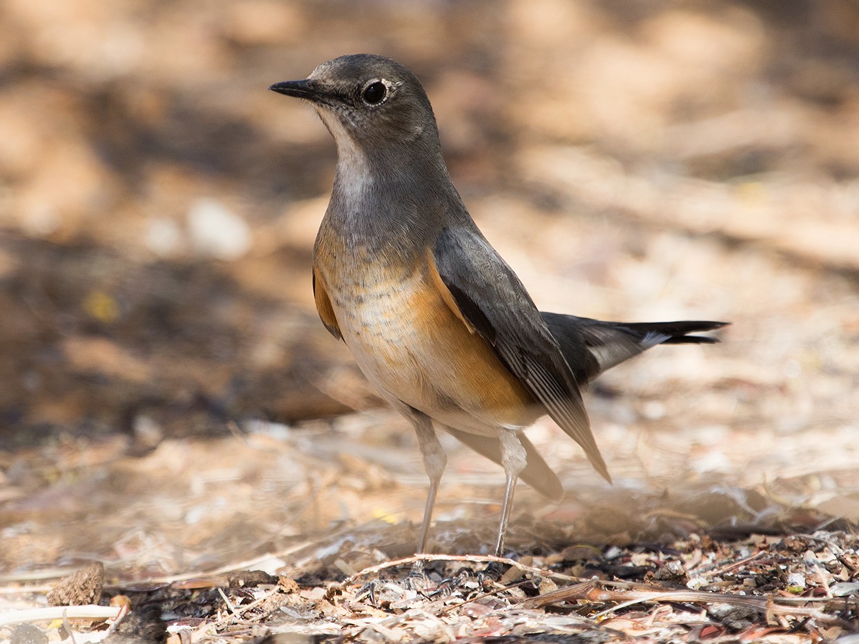 White-throated Robin - eBird