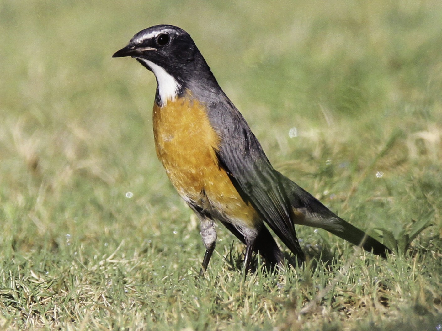 White-throated Robin - eBird