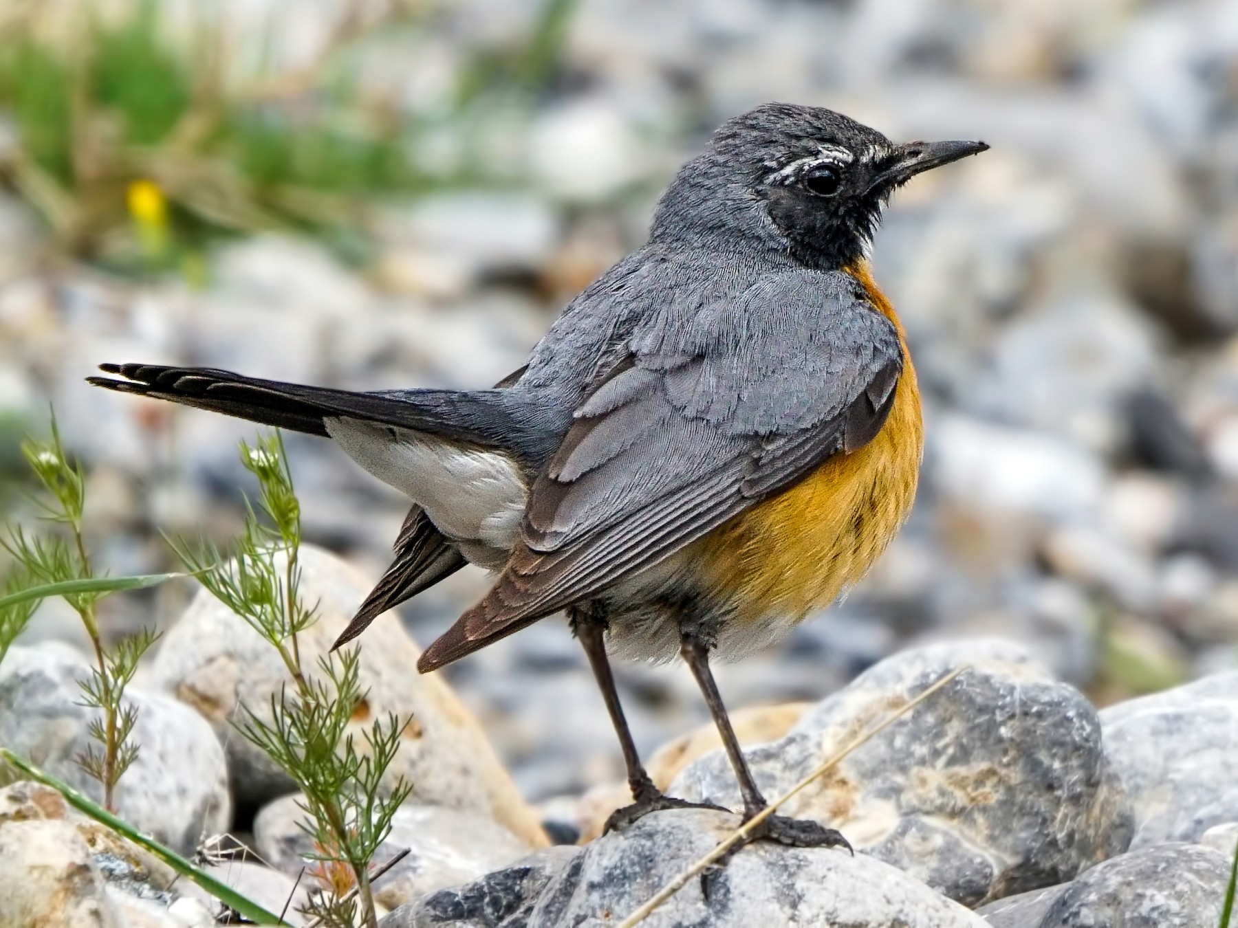 White-throated Robin - eBird