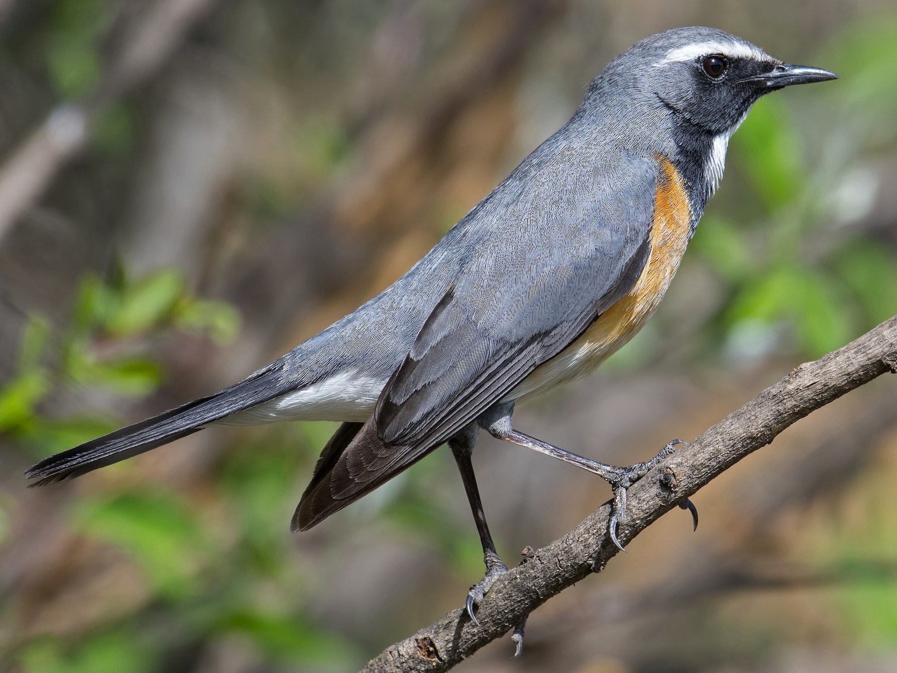 White-throated Robin - eBird