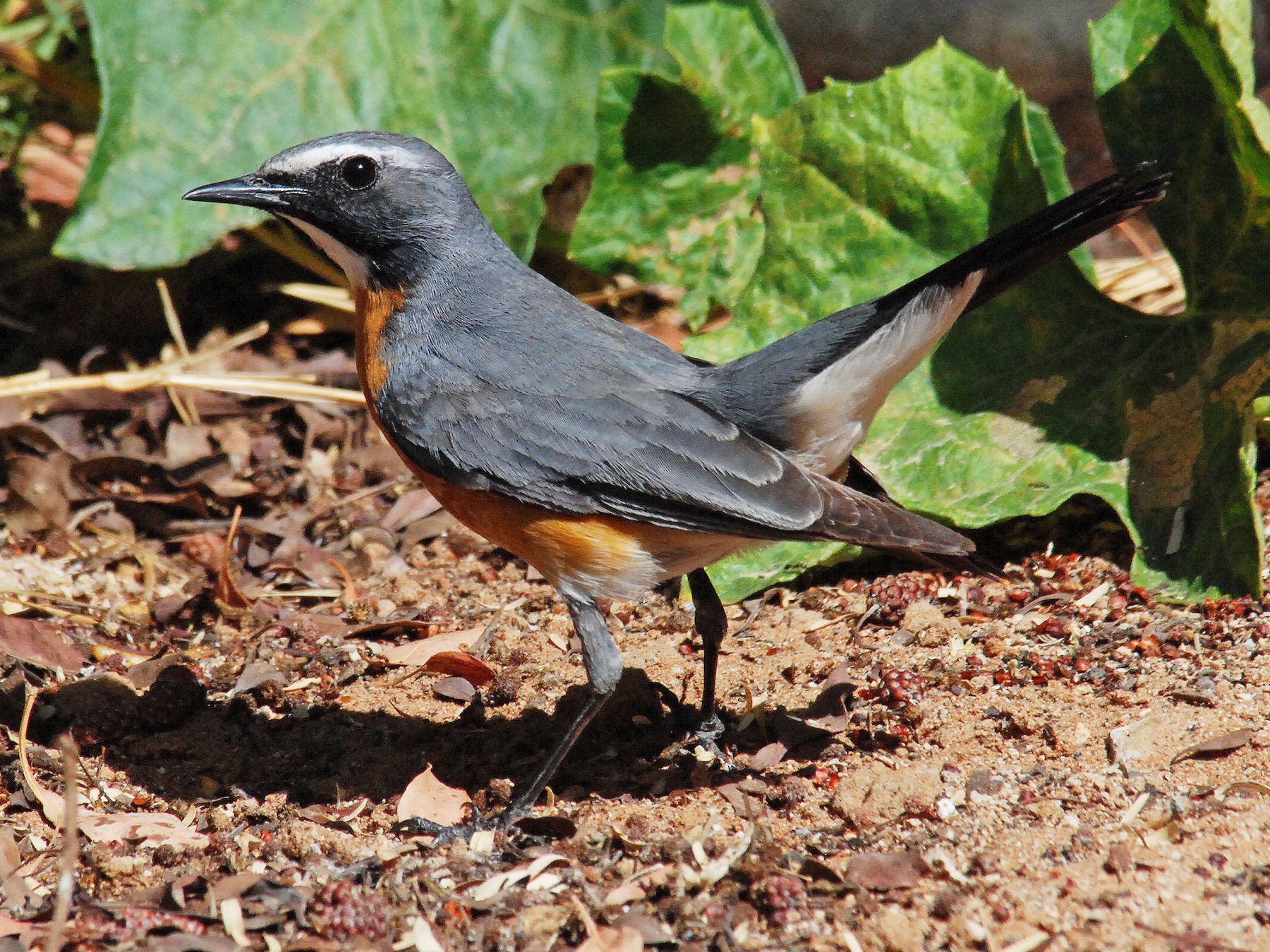 White-throated Robin - eBird