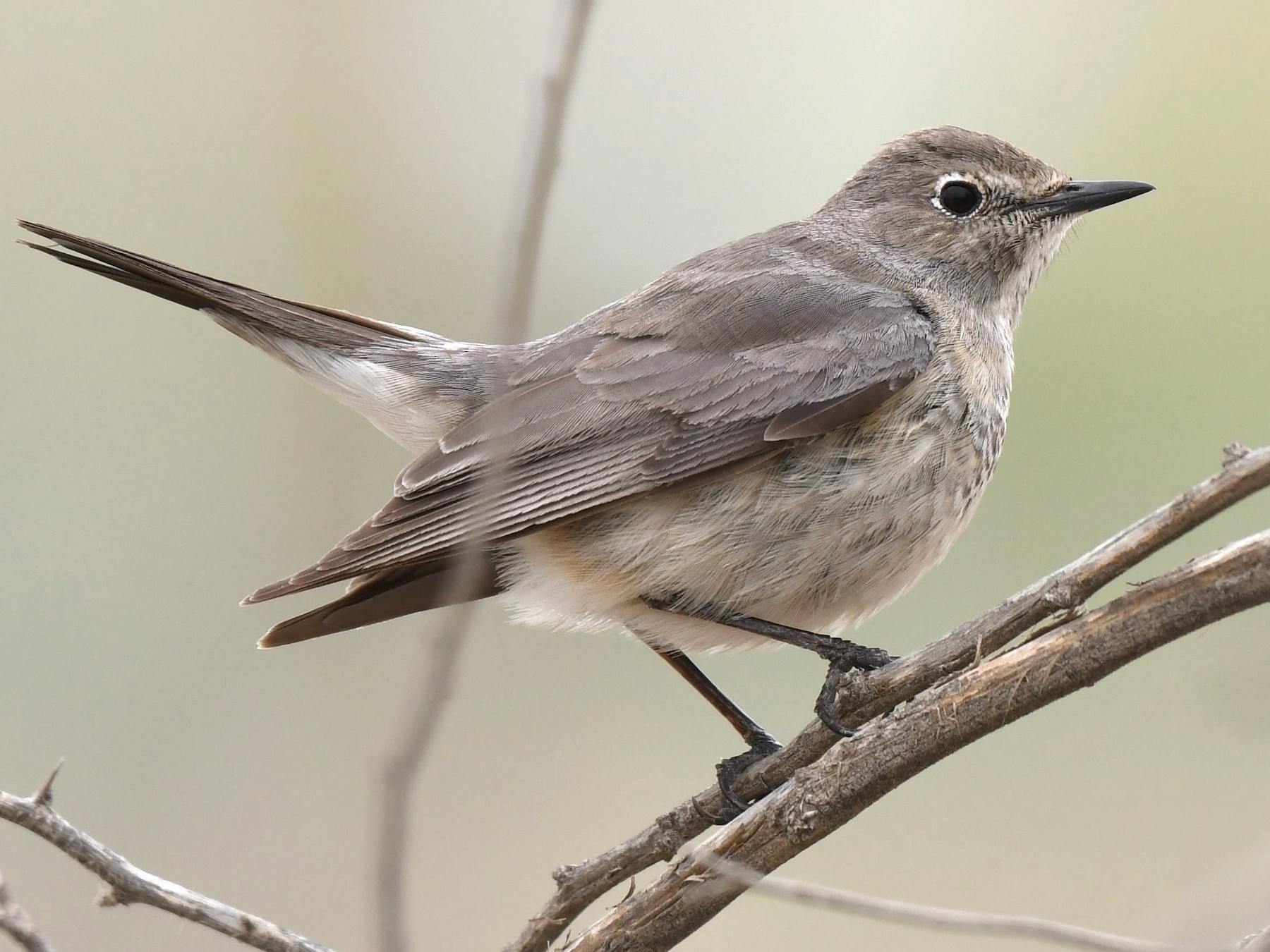White-throated Robin - eBird