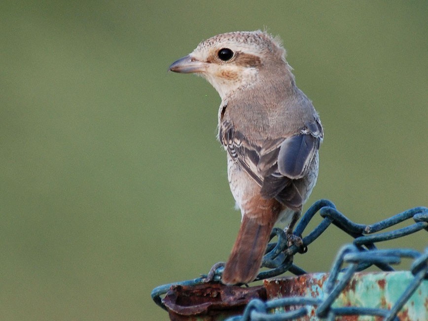 Red-tailed Shrike - eBird
