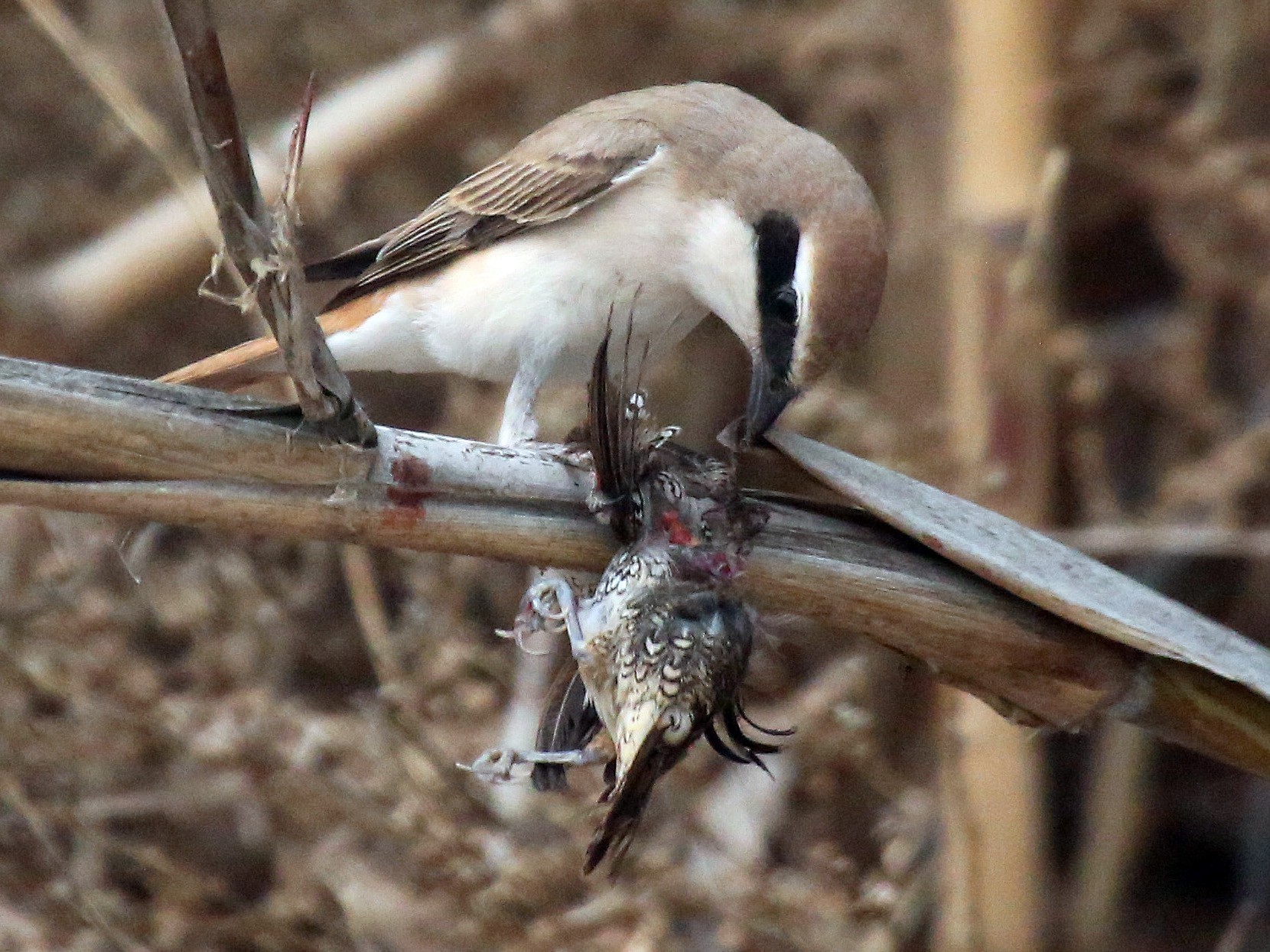 Red-tailed Shrike - eBird