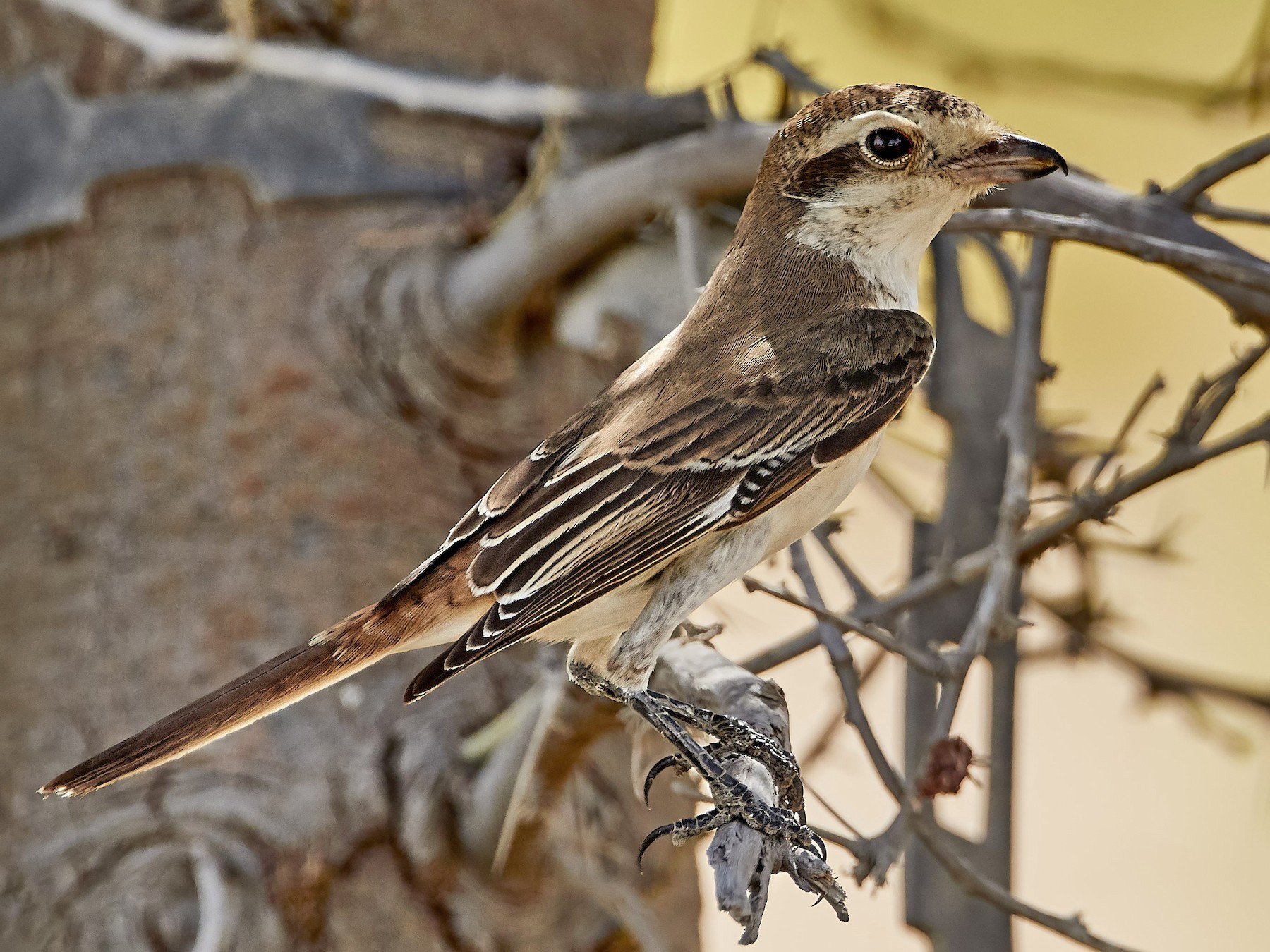 Red-tailed Shrike - eBird