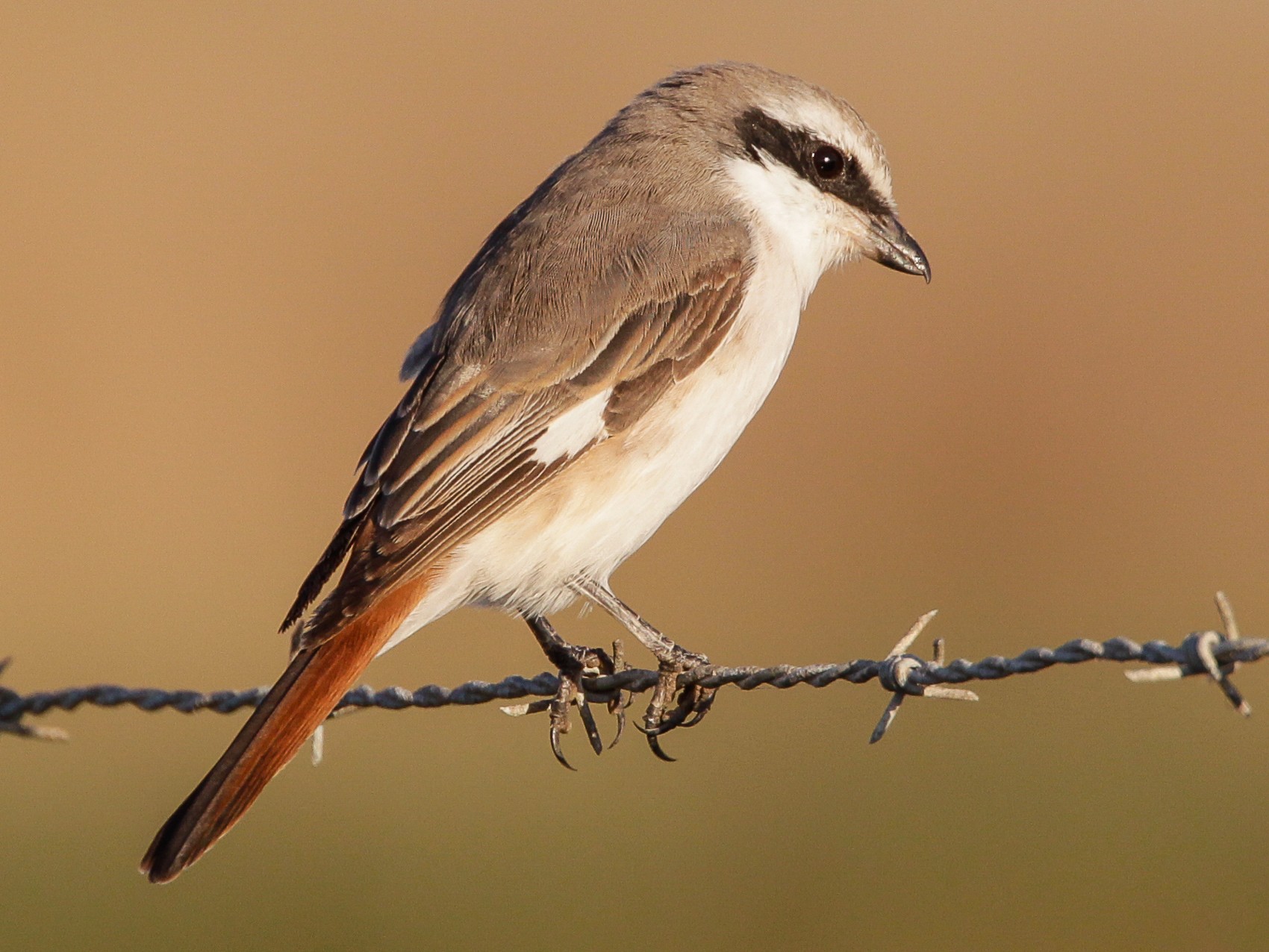 Red-tailed Shrike - eBird