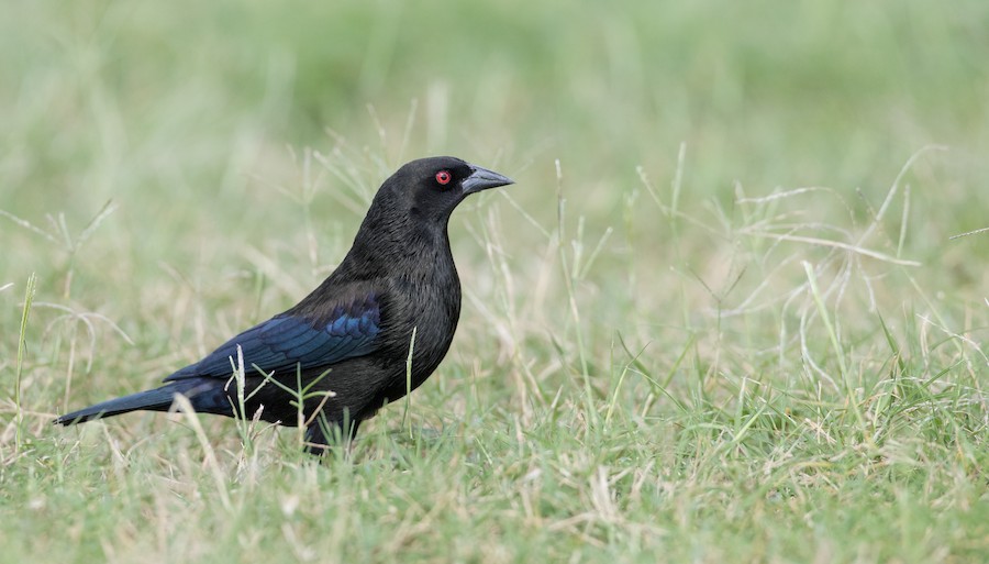 Bronzed Cowbird (Bronzed) - eBird