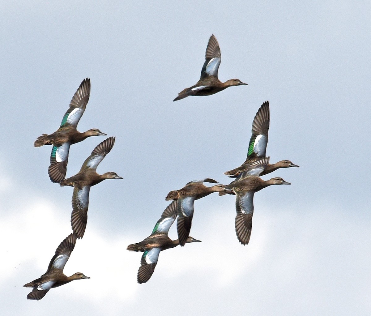 eBird Checklist - 4 Sep 2018 - Stalker Lake SWA - 45 species (+1 other ...
