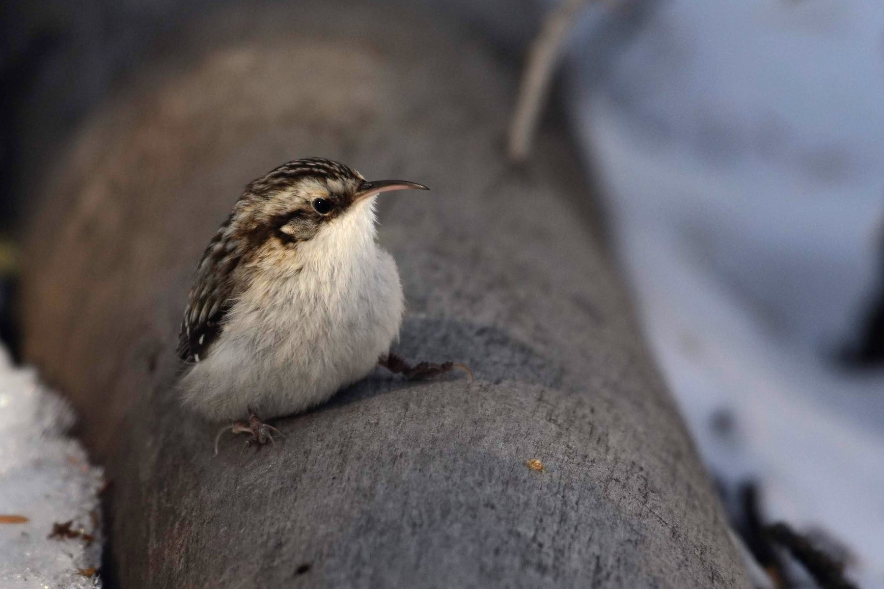 Brown Creeper (montana/idahoensis) - eBird