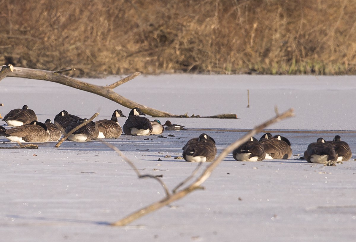eBird Checklist - 9 Feb 2019 - Myeerah Nature Preserve - 26 species