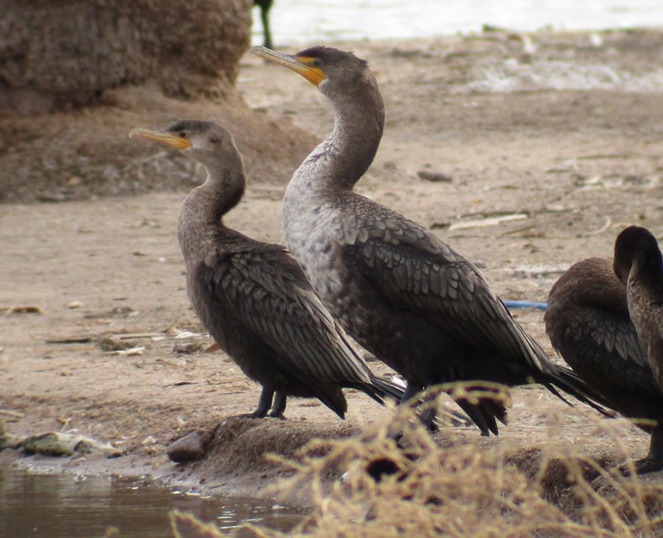 eBird Checklist - 9 Feb 2019 - Christopher Columbus Park - 38 species ...