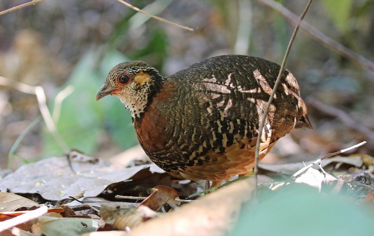 eBird Australia Checklist - 7 Feb 2019 - Pedu Lake - 77 species