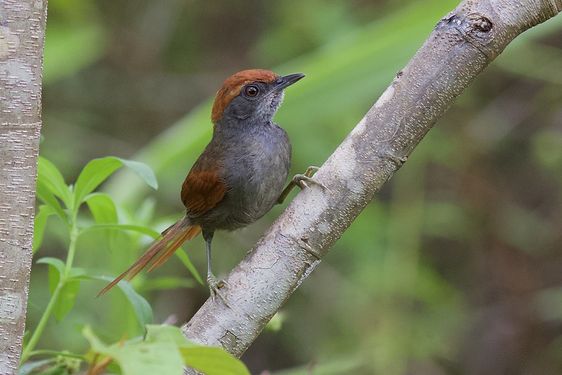 Amazonian Spinetail (undescribed form) - eBird