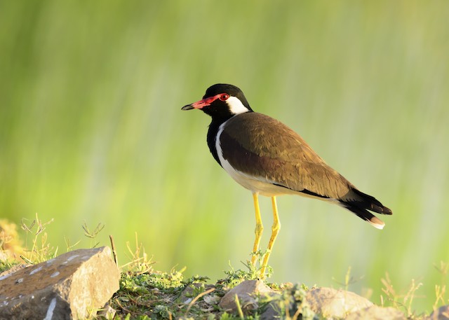 Red Wattled Lapwing