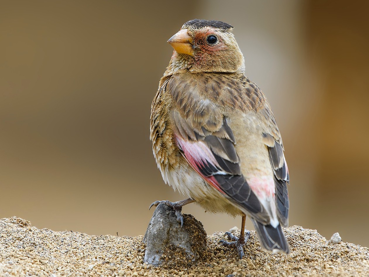 Crimson-winged Finch - eBird