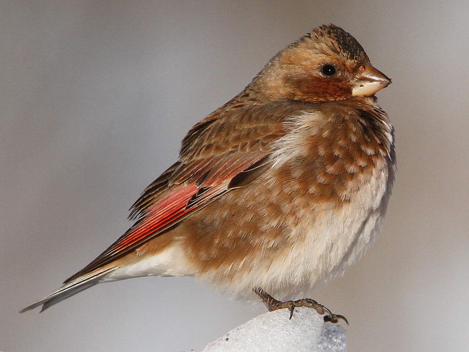 Crimson-winged Finch - eBird