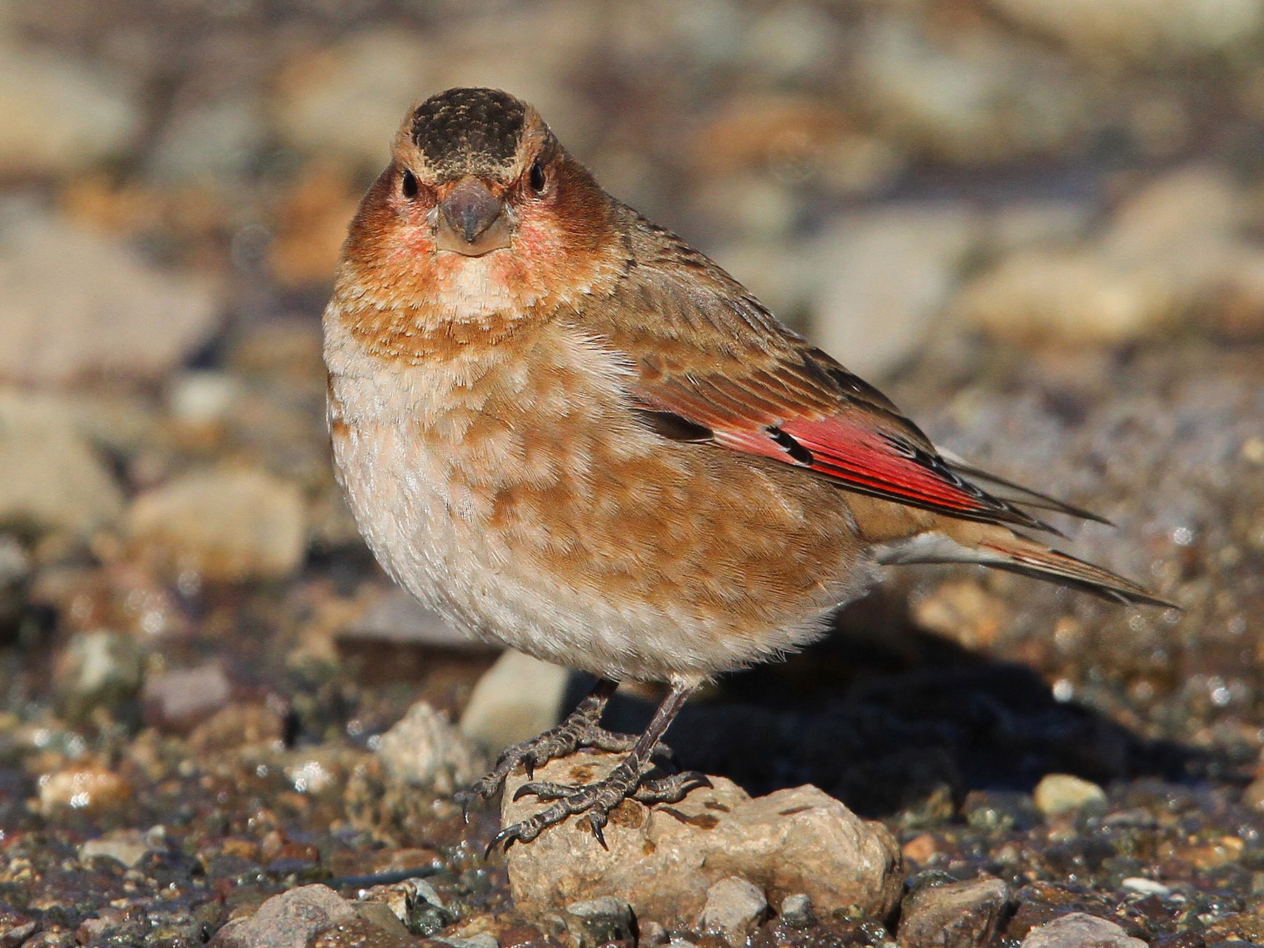Crimson-winged Finch - eBird