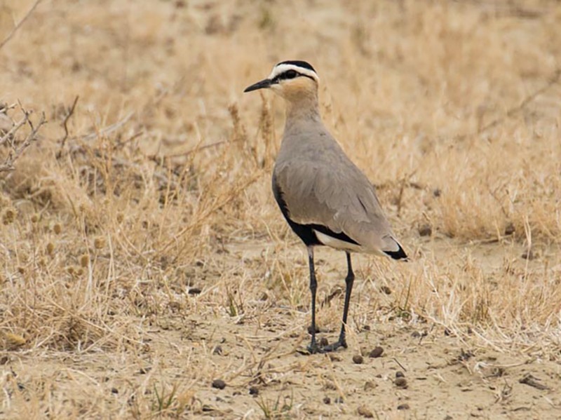 Sociable Lapwing - eBird