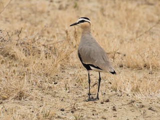 Sociable Lapwing - eBird