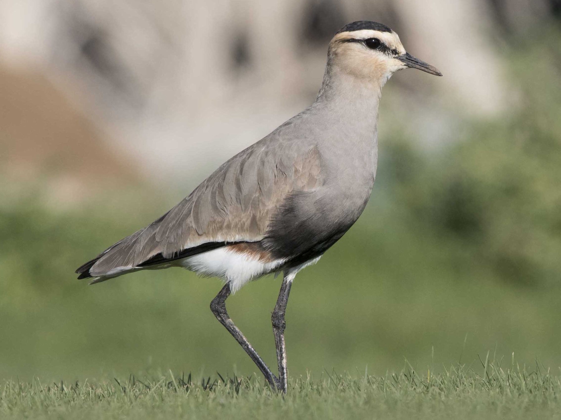 Sociable Lapwing - eBird
