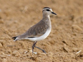 Sociable Lapwing - eBird