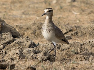 Sociable Lapwing - eBird
