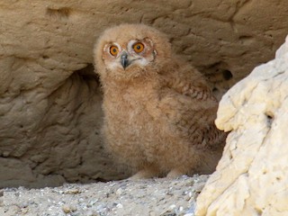 Pharaoh Eagle-Owl - eBird