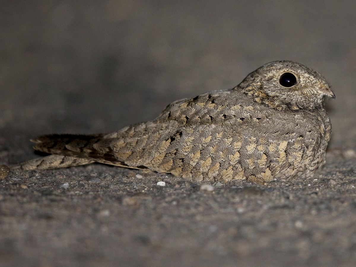 Egyptian Nightjar - Caprimulgus aegyptius - Birds of the World
