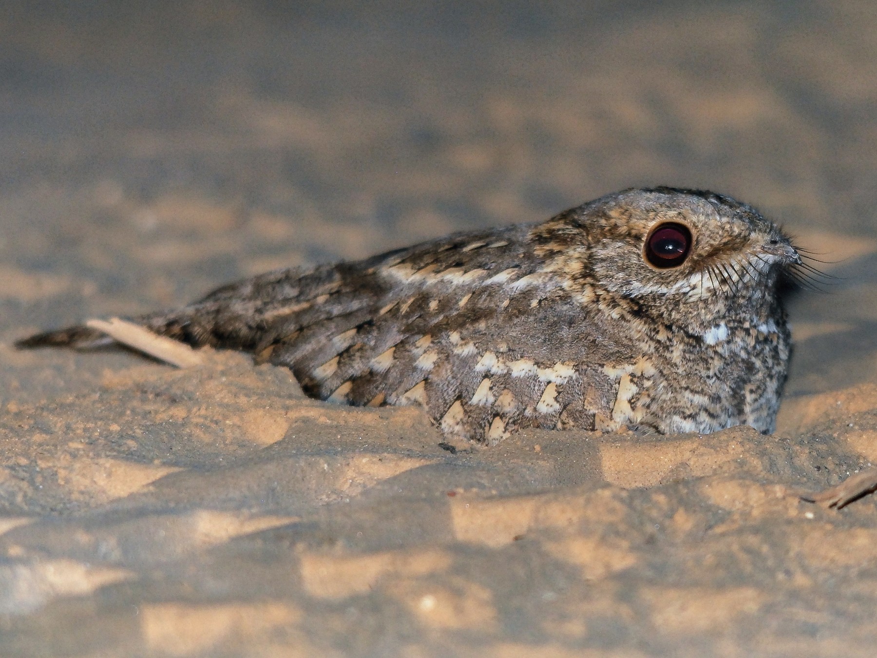 noitibó-da-núbia - eBird