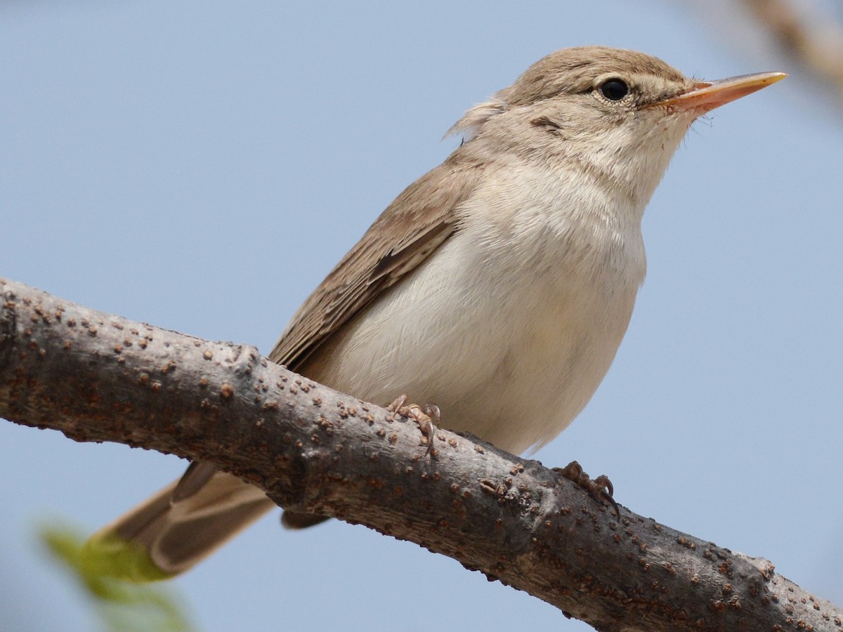Upcher's Warbler - Hippolais languida - Birds of the World
