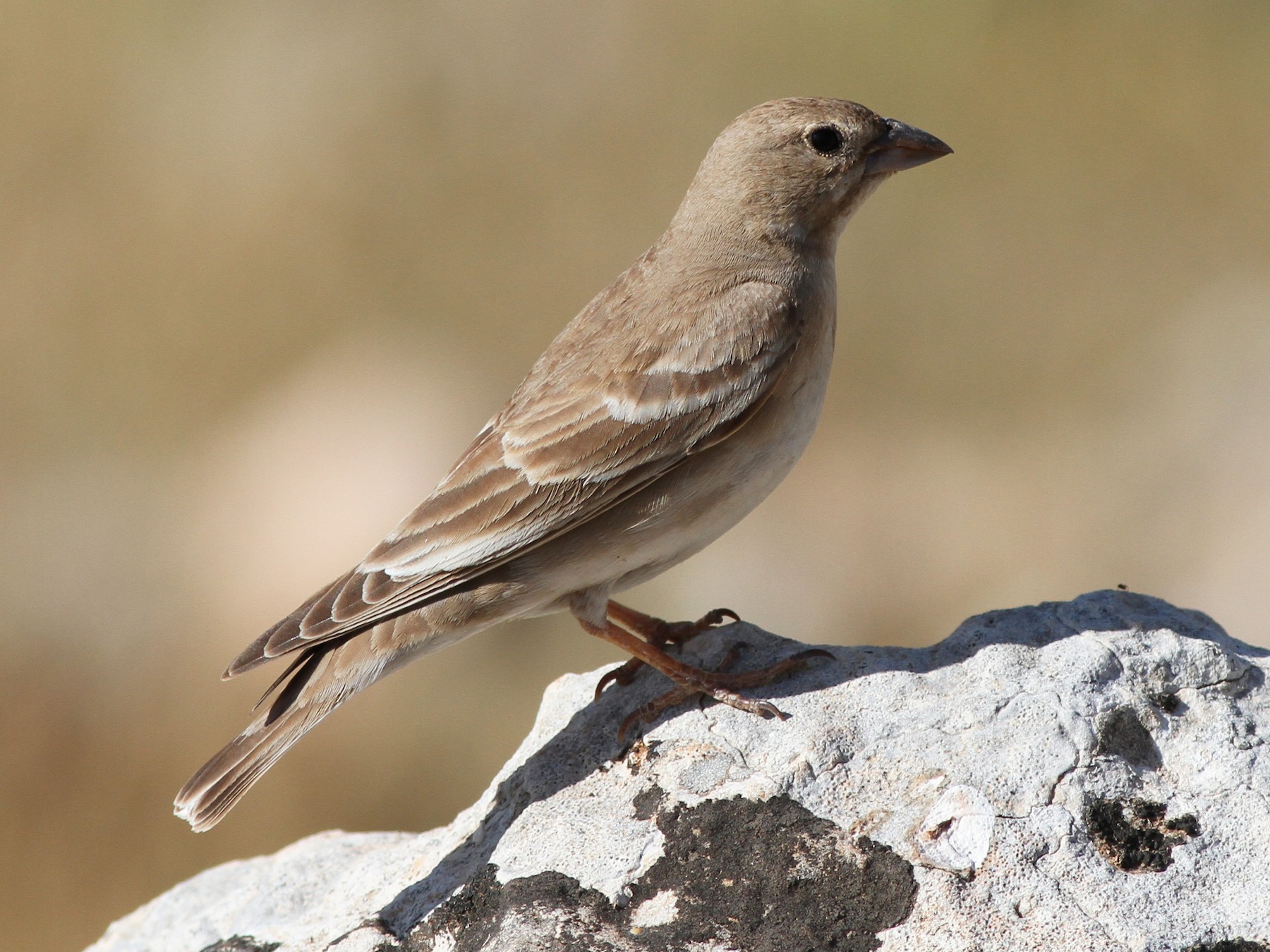 Pale Rockfinch - eBird