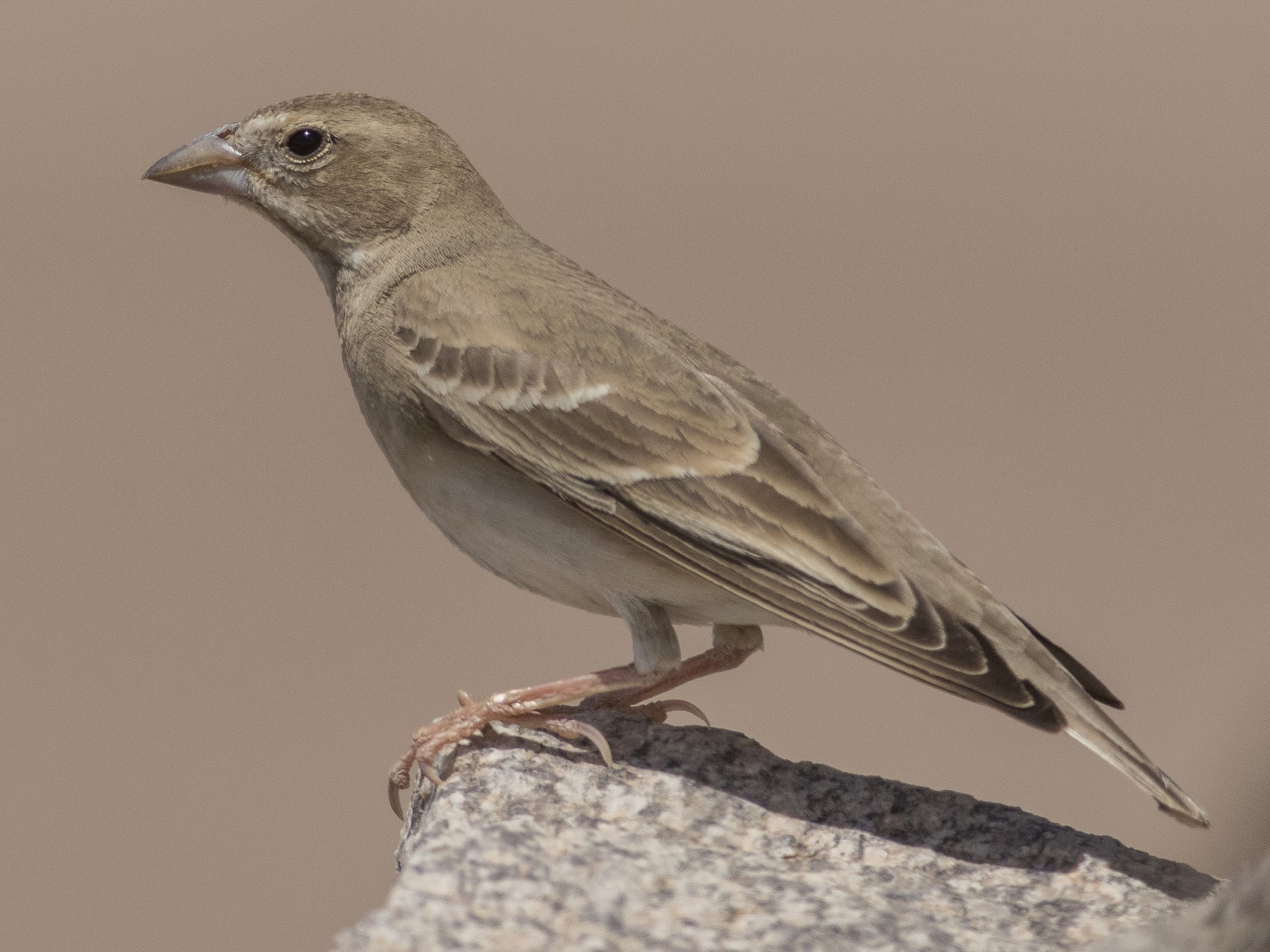 Pale Rockfinch - eBird