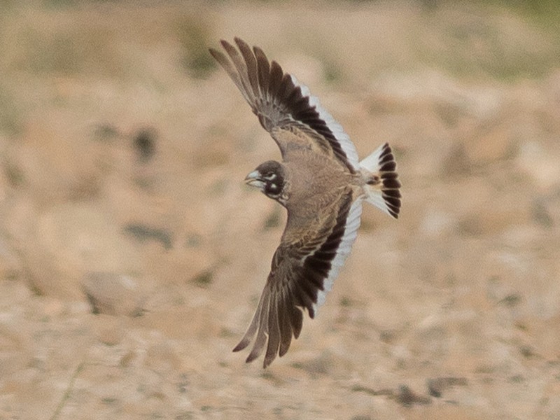 Thick-billed Lark - eBird