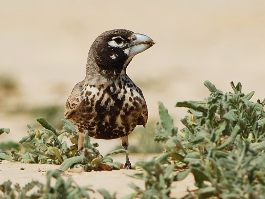 Thick-billed Lark - eBird