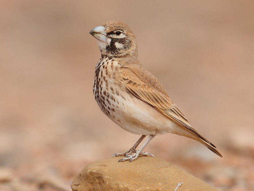 Thick-billed Lark - eBird