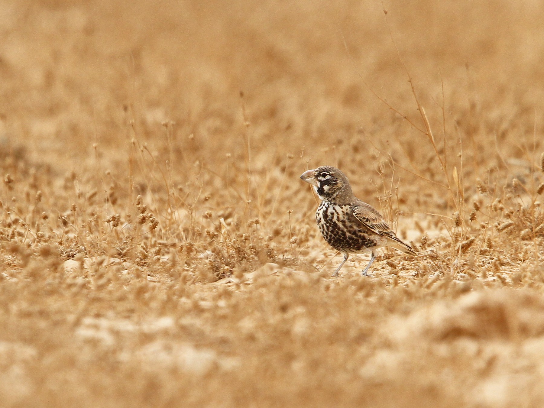 Thick-billed Lark - eBird