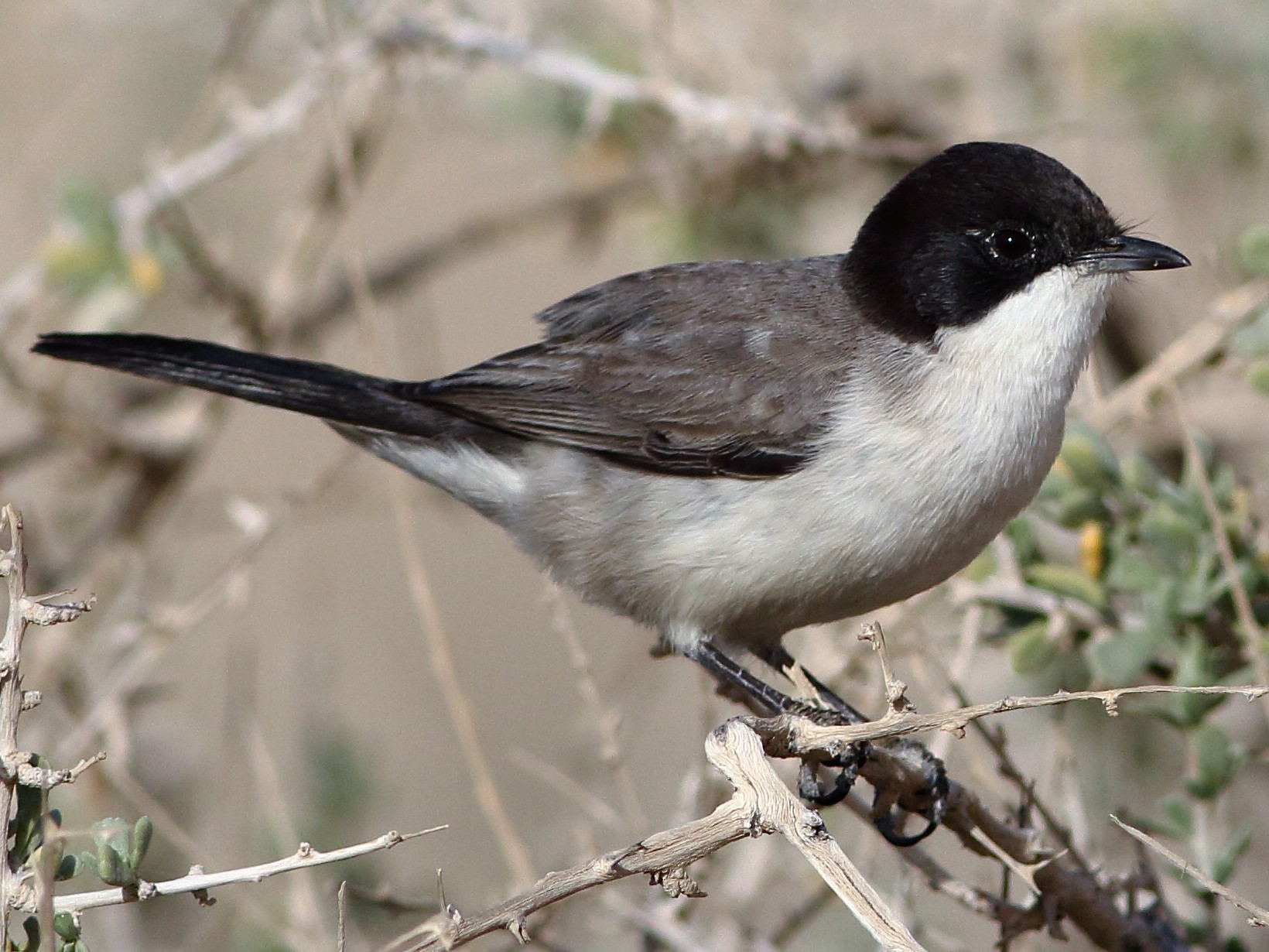 Arabian Warbler - eBird