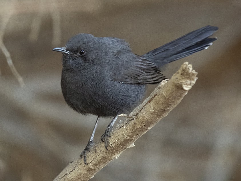 Black Scrub-Robin - eBird