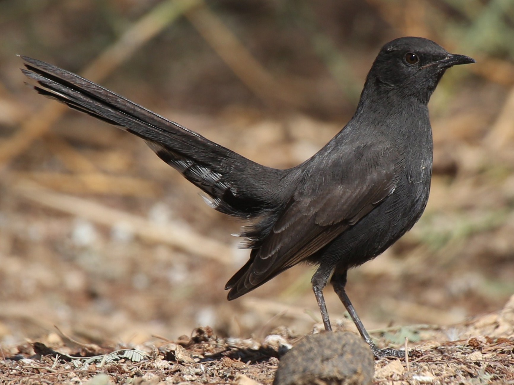 Black Scrub-Robin - eBird