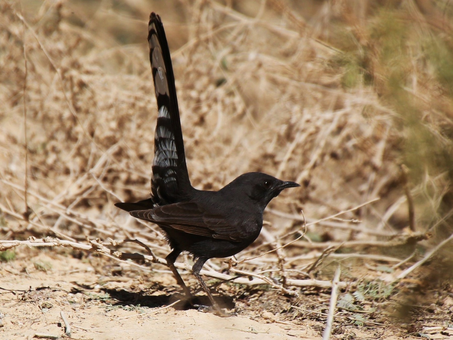 Black Scrub-Robin - eBird