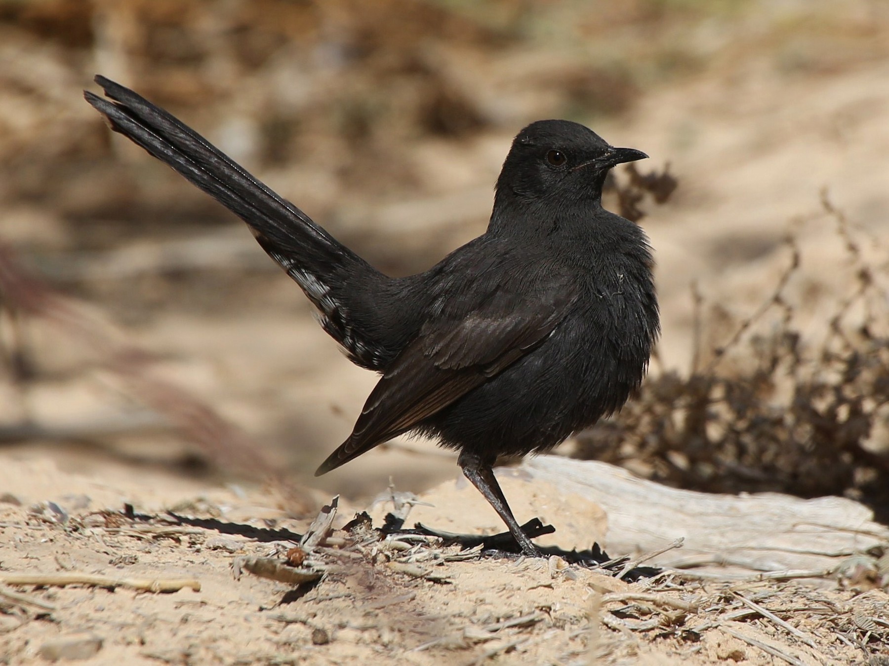 Black Scrub-Robin - eBird