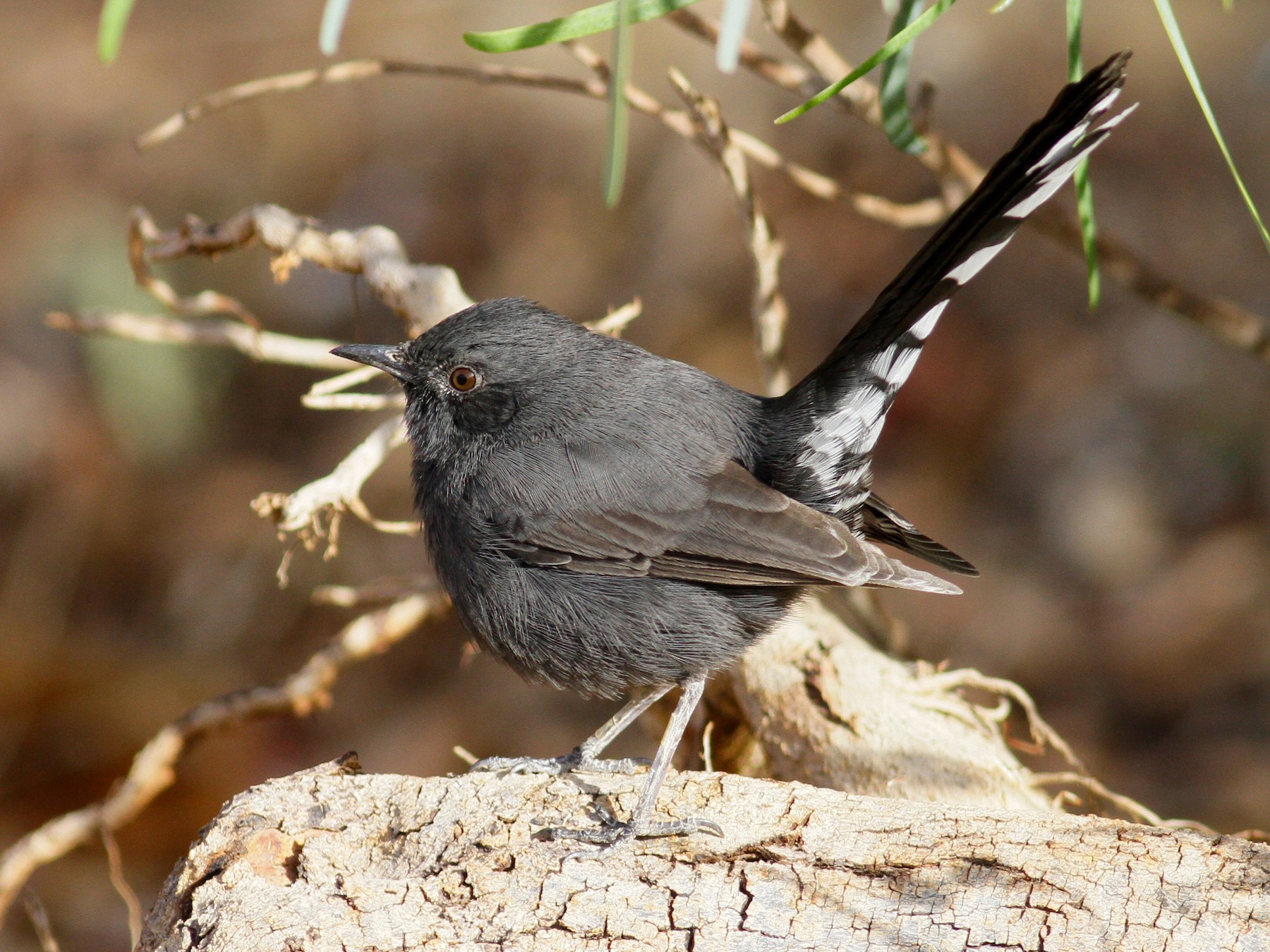 Black Scrub-Robin - eBird