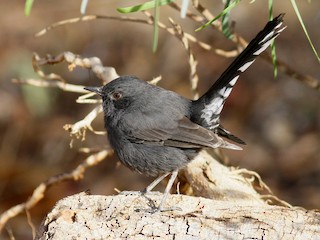 Black Scrub-Robin - eBird