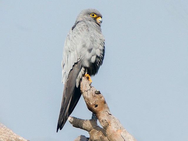 Falco Finto Cono Falco Finto Spaventa Passeri Acquista QUI