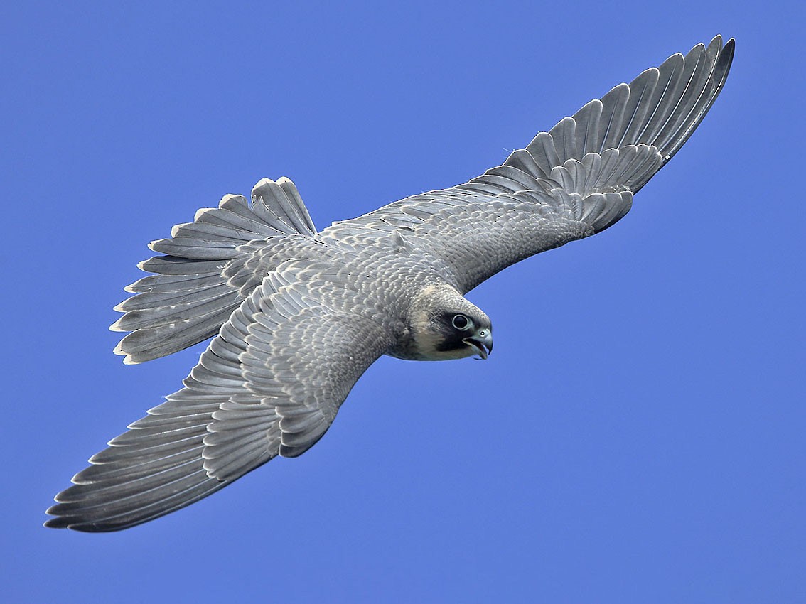 Sooty Falcon - eBird