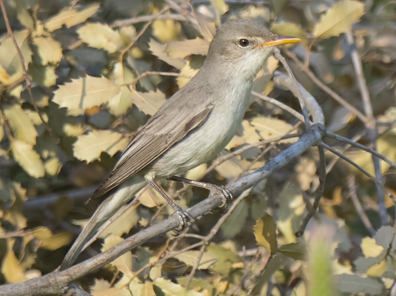 Olive-tree Warbler - eBird