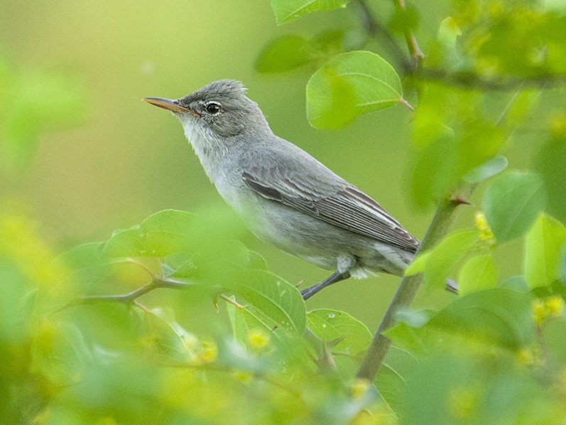 Olive-tree Warbler - eBird